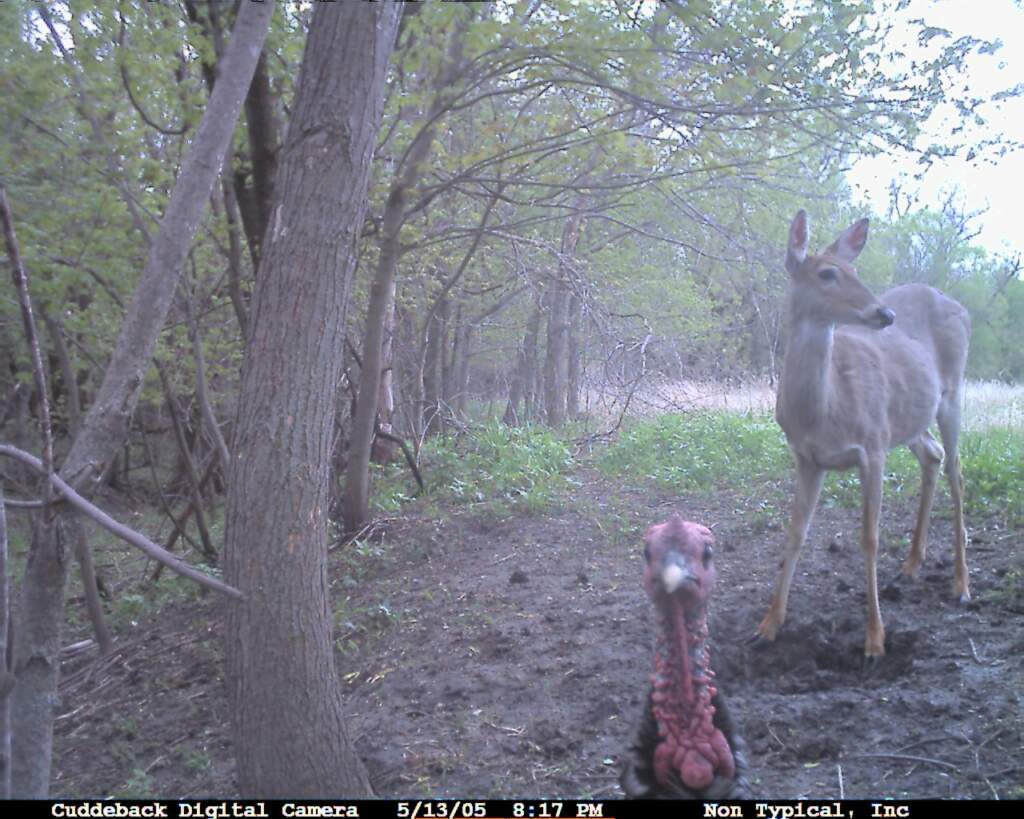 Trail Cameras - Cuddeback Buying Guide - Focus Camera