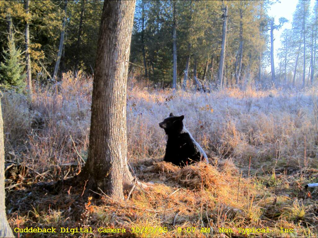 Trail Cameras - Cuddeback Buying Guide - Focus Camera