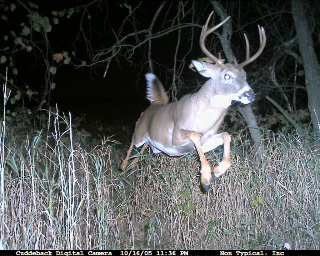 Trail Cameras - Cuddeback Buying Guide - Focus Camera