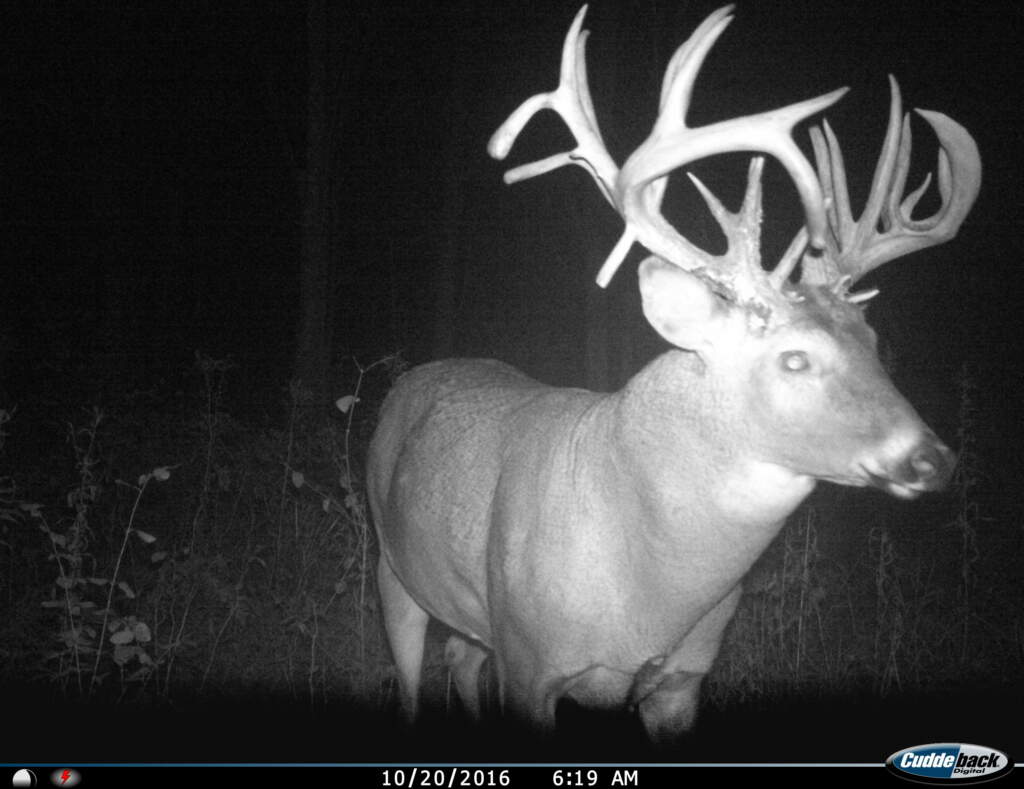 Trail Cameras - Cuddeback Buying Guide - Focus Camera