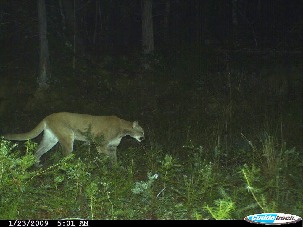 Trail Cameras - Cuddeback Buying Guide - Focus Camera