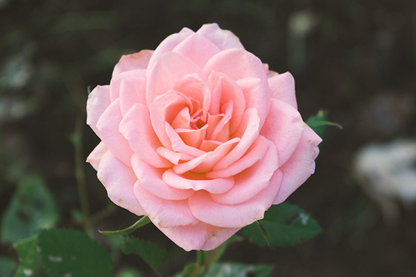 Balance in Photography | Symmetrical, Asymmetrical & Radial Balance ...