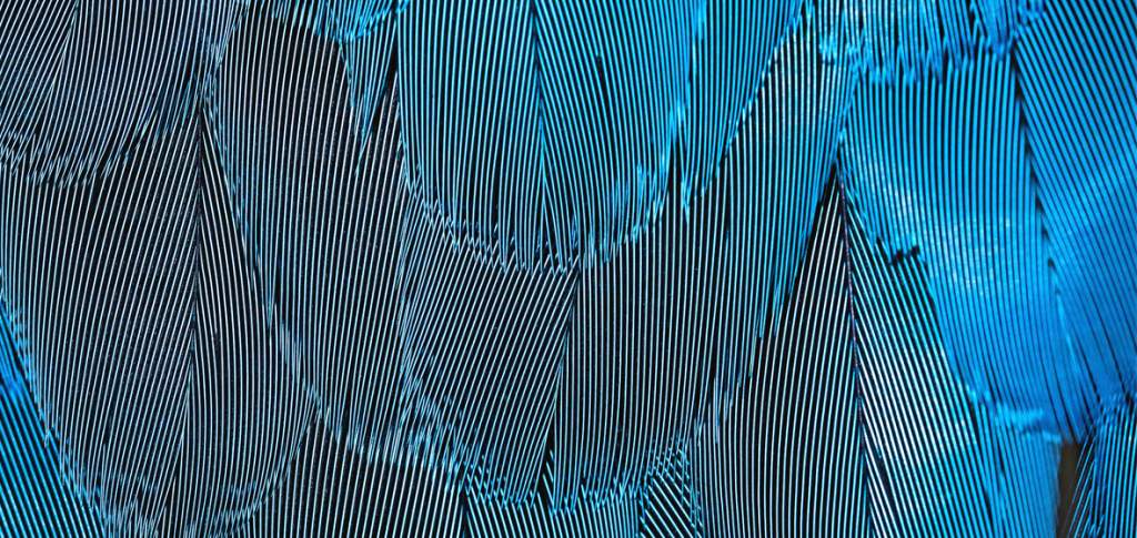 What is the Moiré Effect in Photography & How to Avoid it - Focus Camera