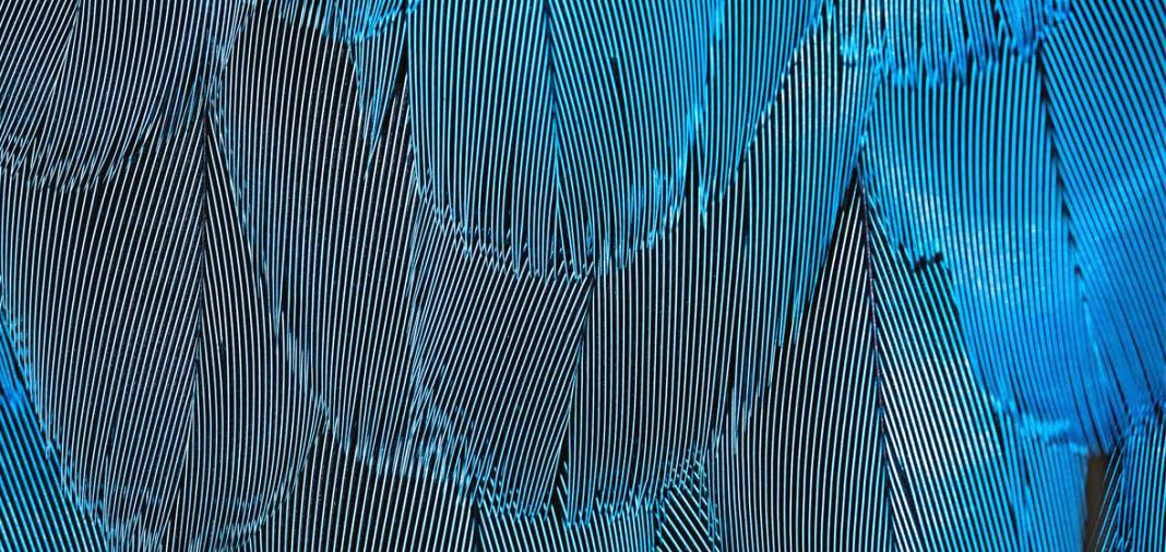 What is the Moiré Effect in Photography & How to Avoid it - Focus Camera